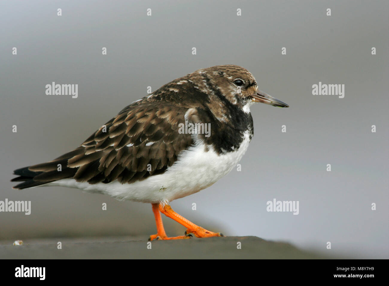 Onvolwassen Steenloper op het strand; Immature Ruddy Turnstone on the ...