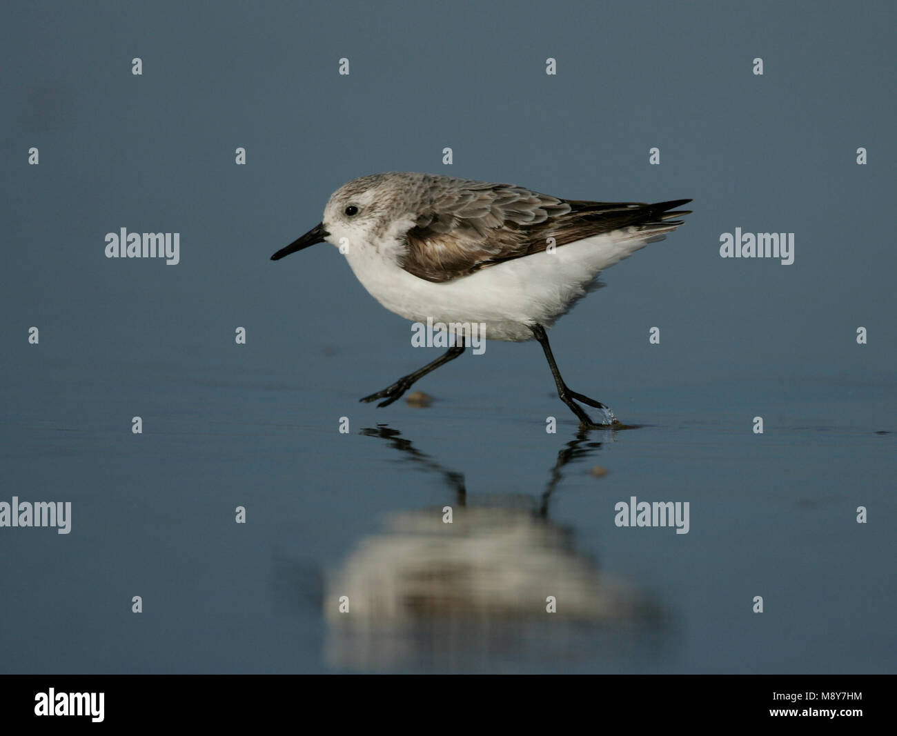 Drieteenstrandloper op het strand; Sanderling on the beach Stock Photo ...
