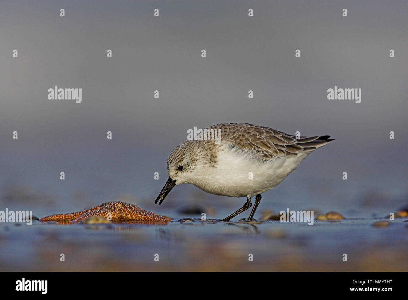 Drieteenstrandloper op het strand; Sanderling on the beach Stock Photo ...