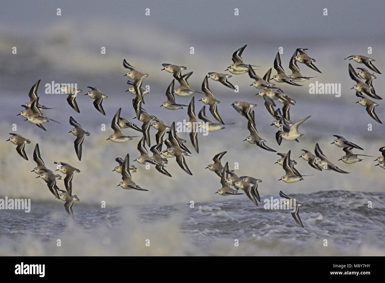 Sanderlings in flight hi-res stock photography and images - Alamy