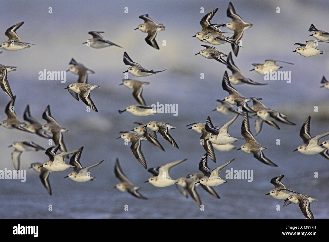 Sanderlings In Flight High Resolution Stock Photography and Images - Alamy