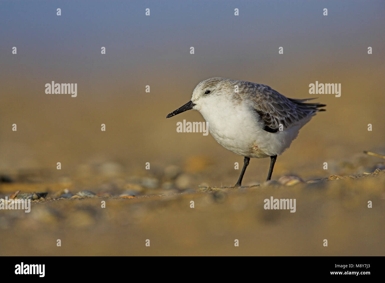 Drieteenstrandloper op het strand; Sanderling on the beach Stock Photo ...