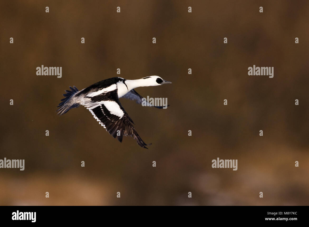 Male Smew High Resolution Stock Photography and Images - Alamy
