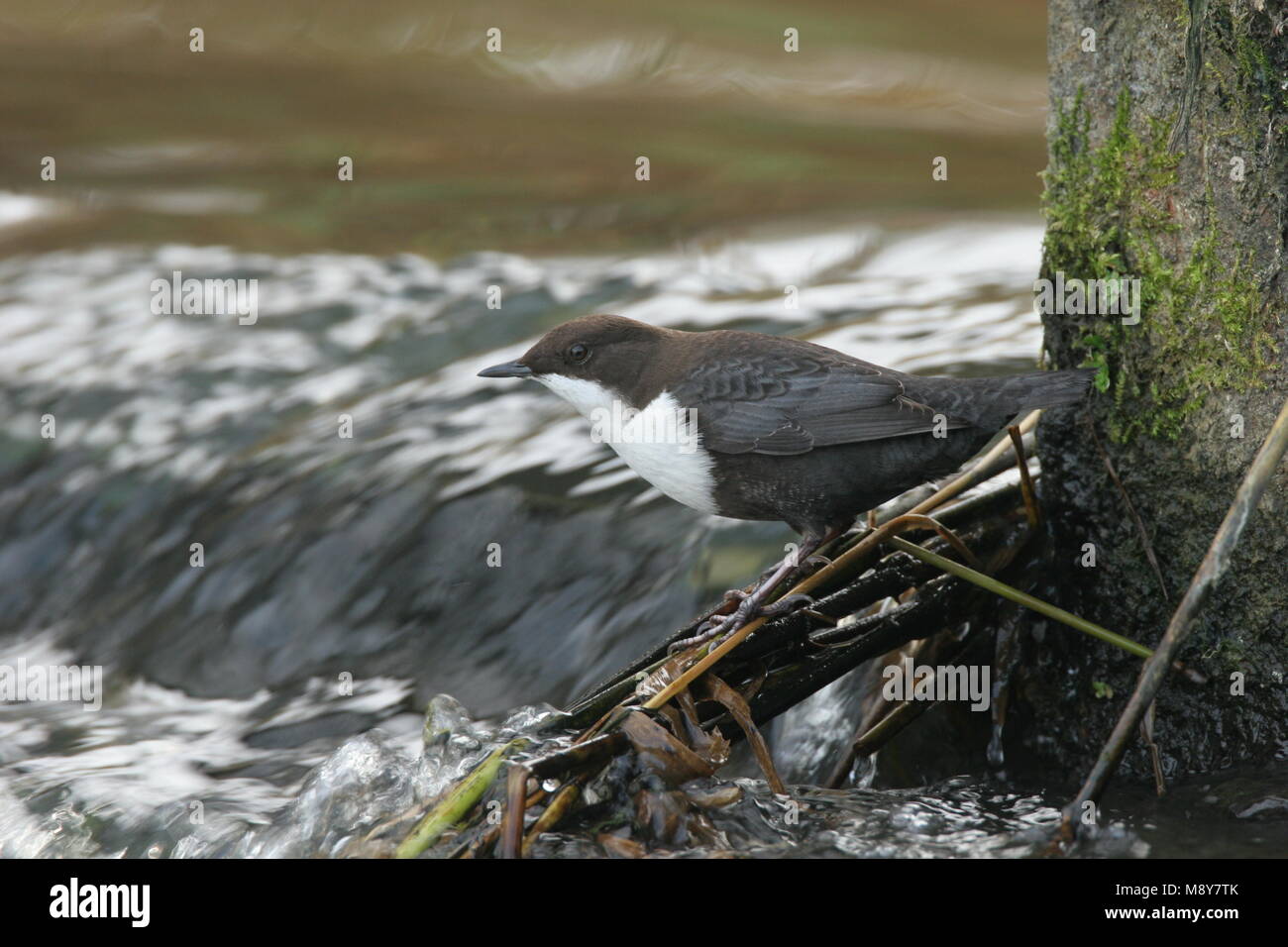 Waterspreeuw aan de waterkant; White-throated Dipper at water edge ...