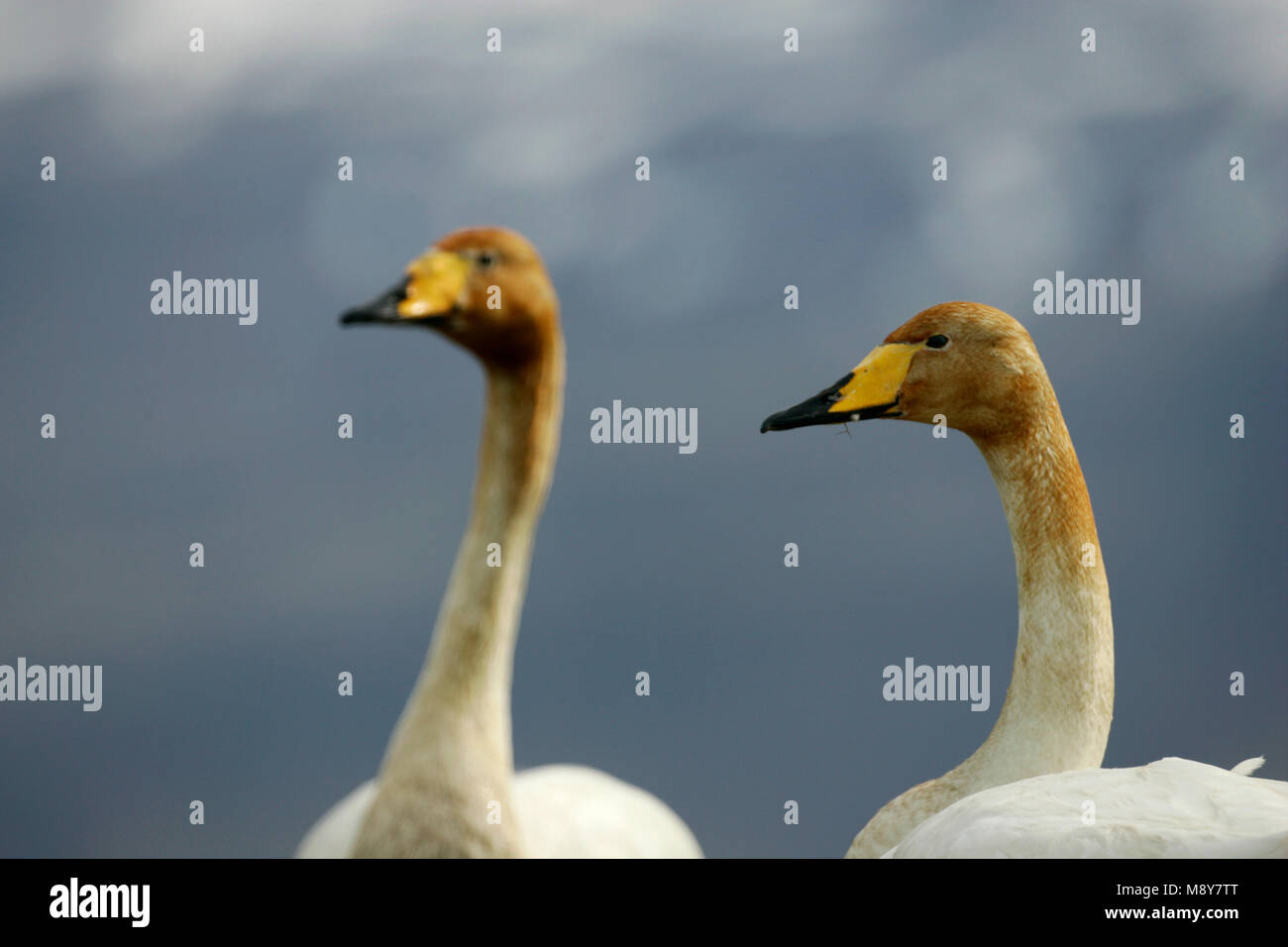 Immature swan hi-res stock photography and images - Alamy