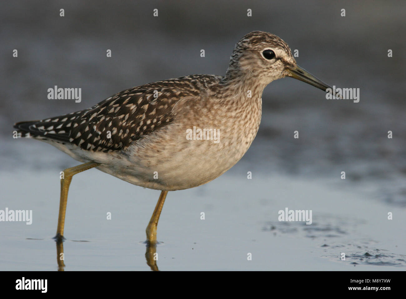 Juvenile Common Sandpiper