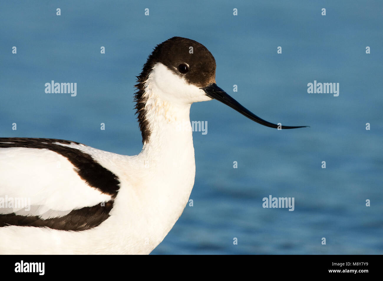 Kluut, Pied Avocet, Recurvirostra avosetta Stock Photo - Alamy