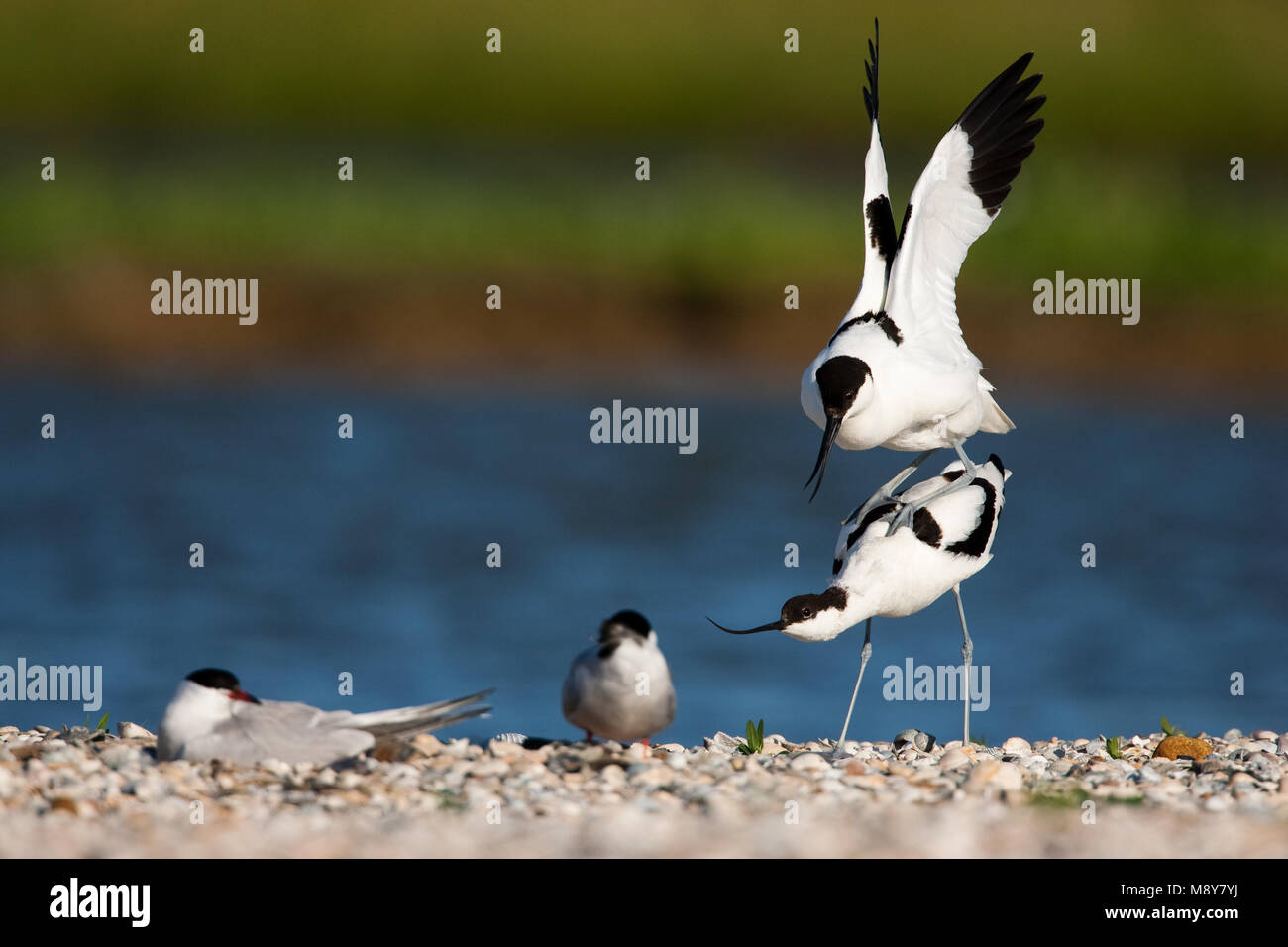 Kluut, Pied Avocet, Recurvirostra avosetta Stock Photo - Alamy