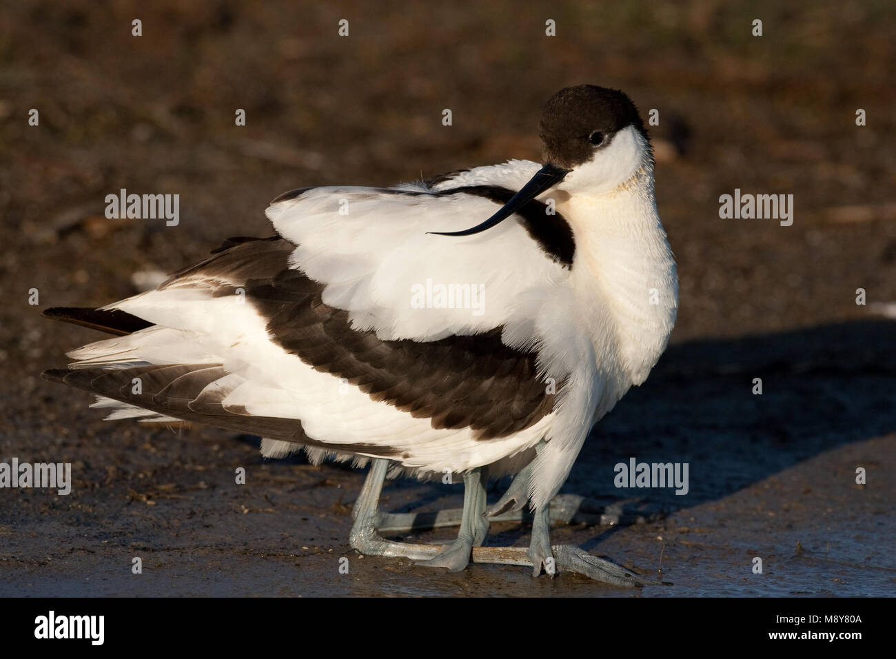 Kluut, Pied Avocet, Recurvirostra avosetta Stock Photo - Alamy