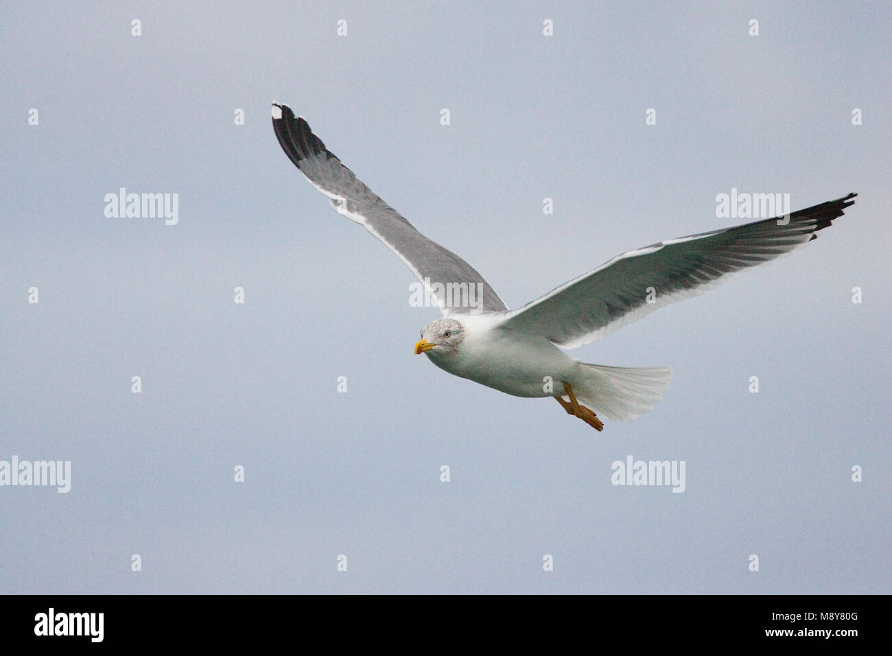 Azoren Geelpootmeeuw winterkleed in vlucht, Azorean Yellow-legged Gull ...