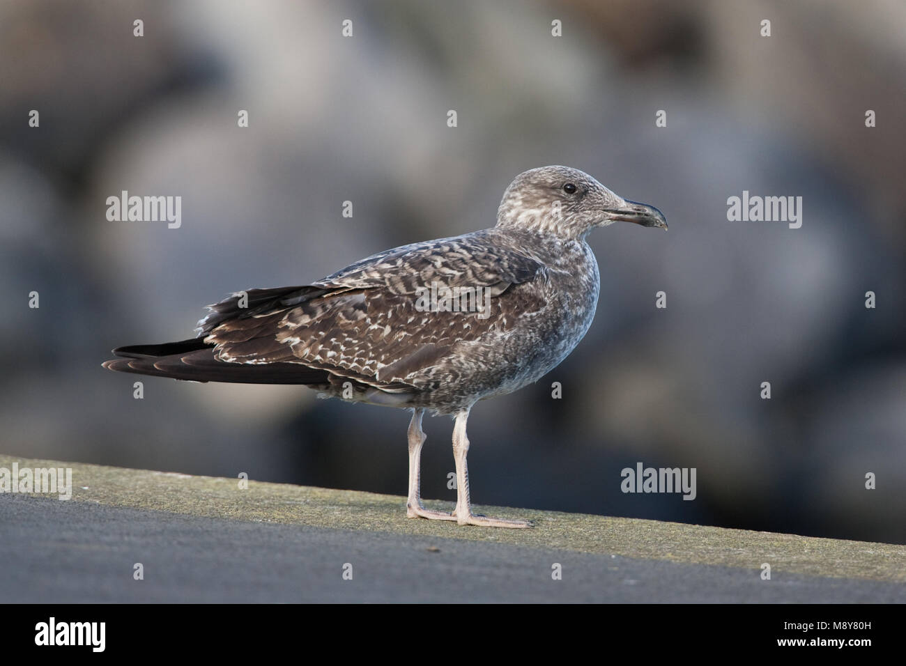 Azoren Geelpootmeeuw, Azorean Yellow-legged Gull Stock Photo - Alamy