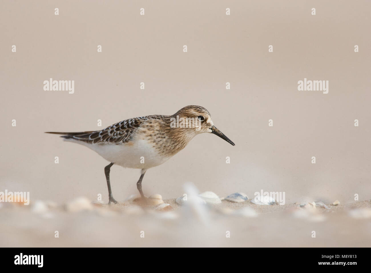 Bairds Strandloper op strand Wassenaar; Baird's Sandpiper on Wassenaar ...