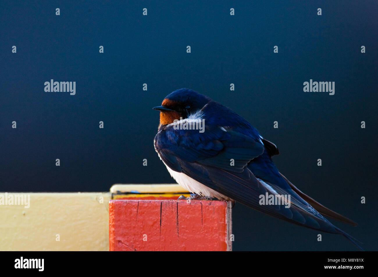 Boerenzwaluw, Barn Swallow, Hirundo rustica Stock Photo - Alamy