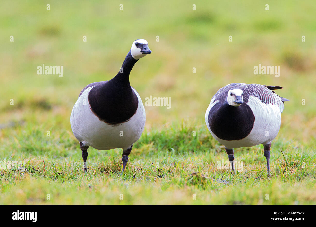 Brandganzen; Barnacle Geese Stock Photo - Alamy