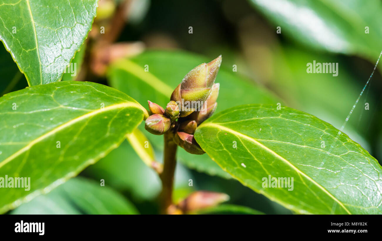 Camellia leaf hi-res stock photography and images - Alamy