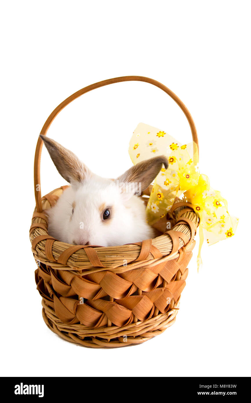 Easter bunny in basket with yellow bow Stock Photo - Alamy