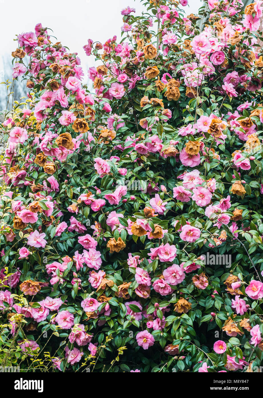 Large camellia flowers hi-res stock photography and images - Alamy