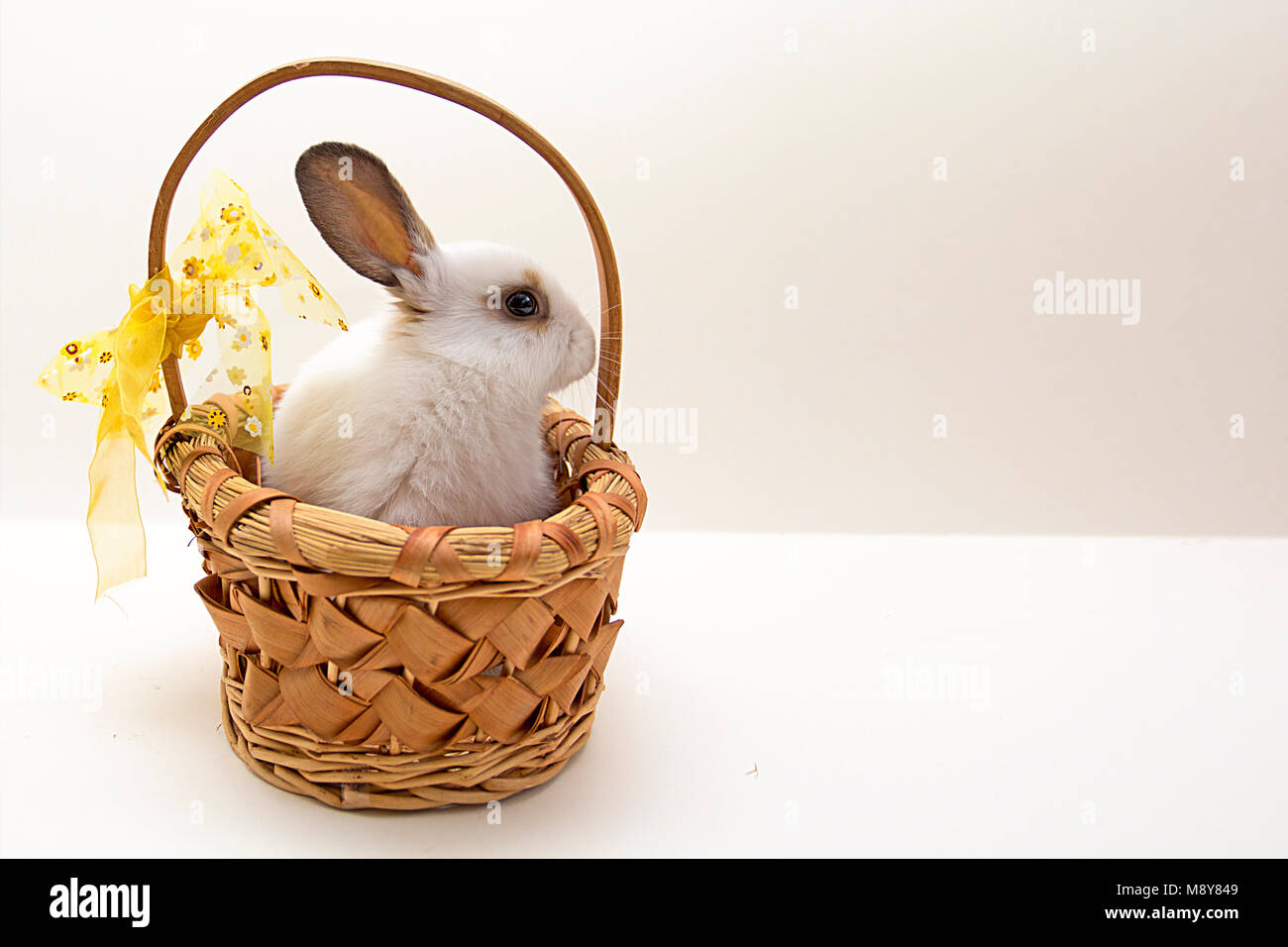 Easter banny in basket. Grey background with copy space Stock Photo - Alamy