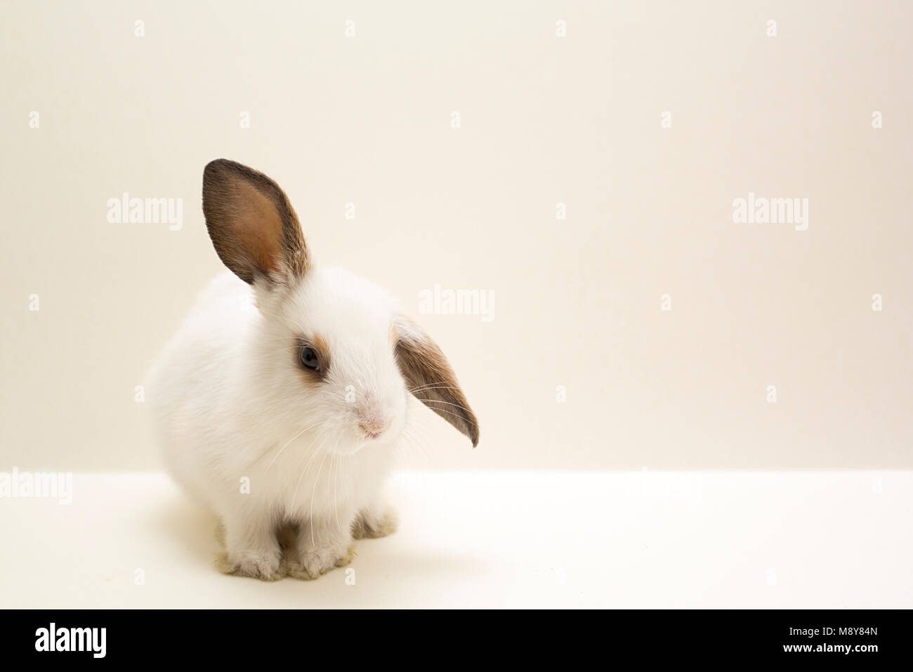 Small lop-eared rabbit on grey background Stock Photo - Alamy