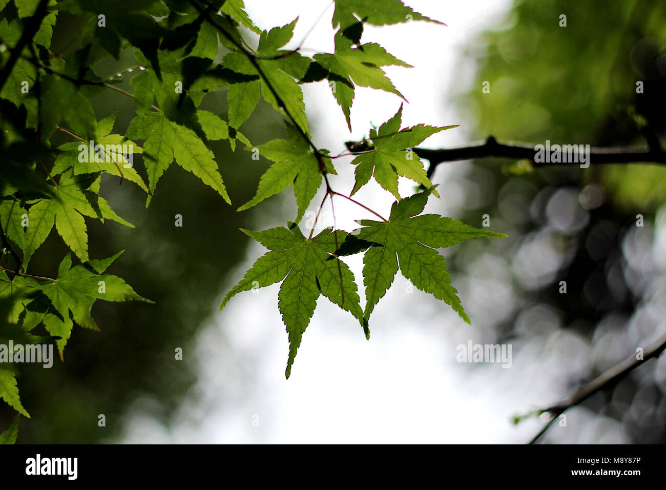 Signs Of Spring Season High Resolution Stock Photography and Images - Alamy