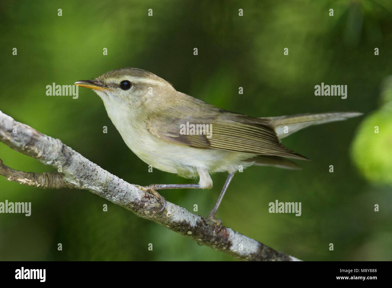 (Western) Greenish Warbler - Grünlaubsänger - Phylloscopus trochiloides ...