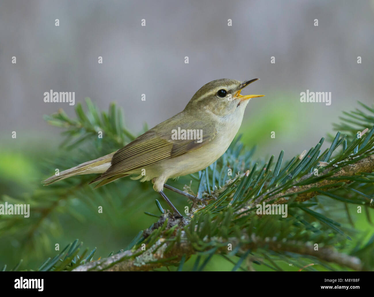 (Western) Greenish Warbler - Grünlaubsänger - Phylloscopus trochiloides ...