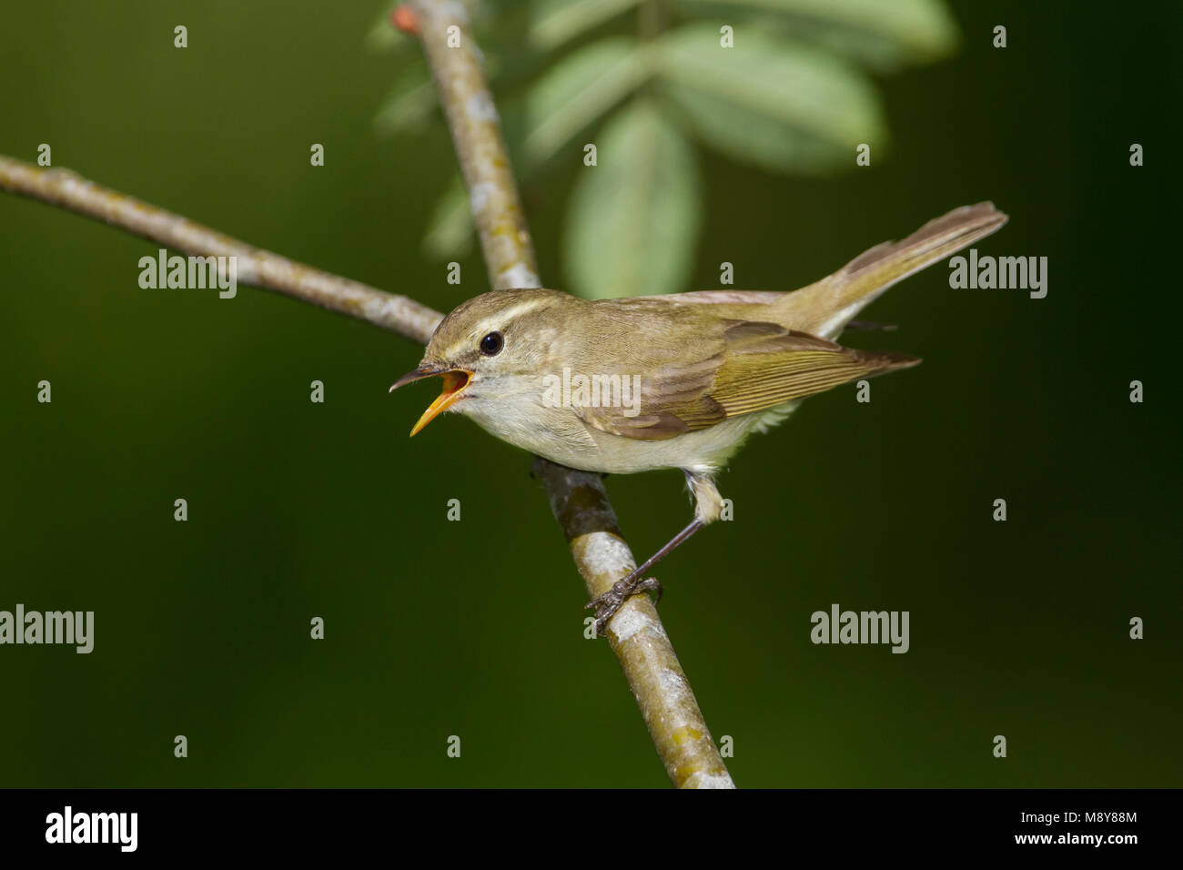 Greenish Warbler High Resolution Stock Photography and Images - Alamy