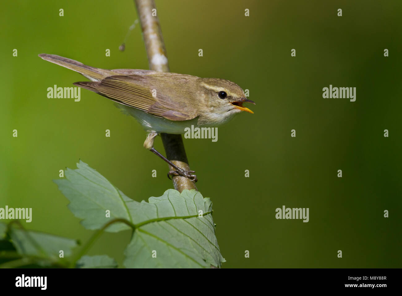(Western) Greenish Warbler - Grünlaubsänger - Phylloscopus trochiloides ...