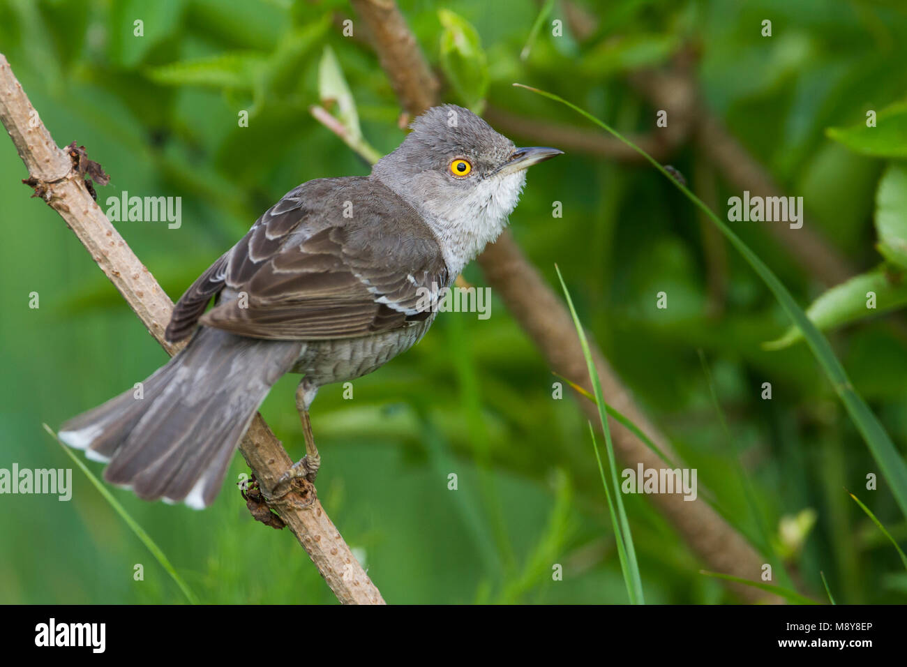 Sperwergrasmus, Barred Warbler Stock Photo - Alamy