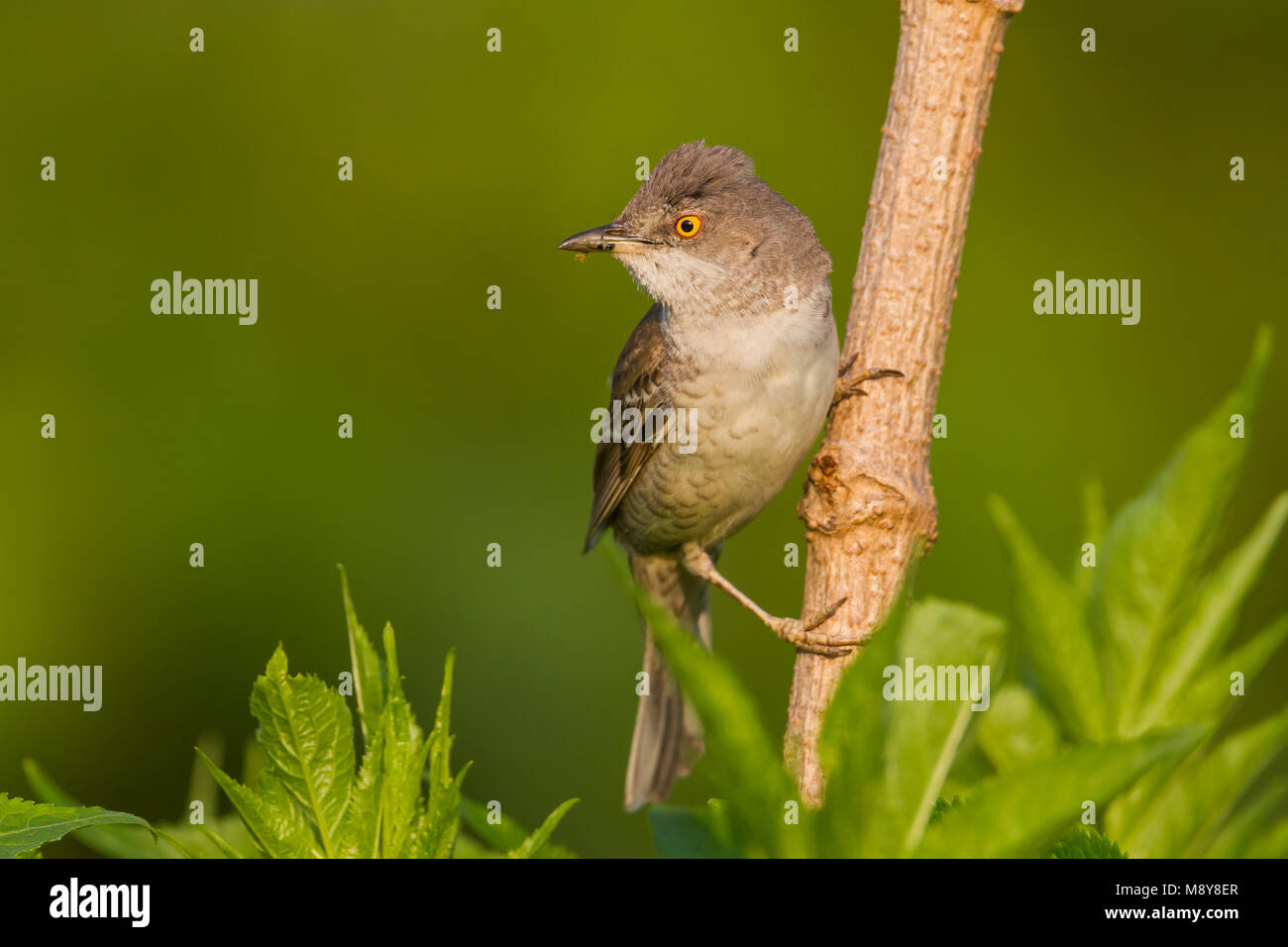 Sperwergrasmus, Barred Warbler Stock Photo - Alamy