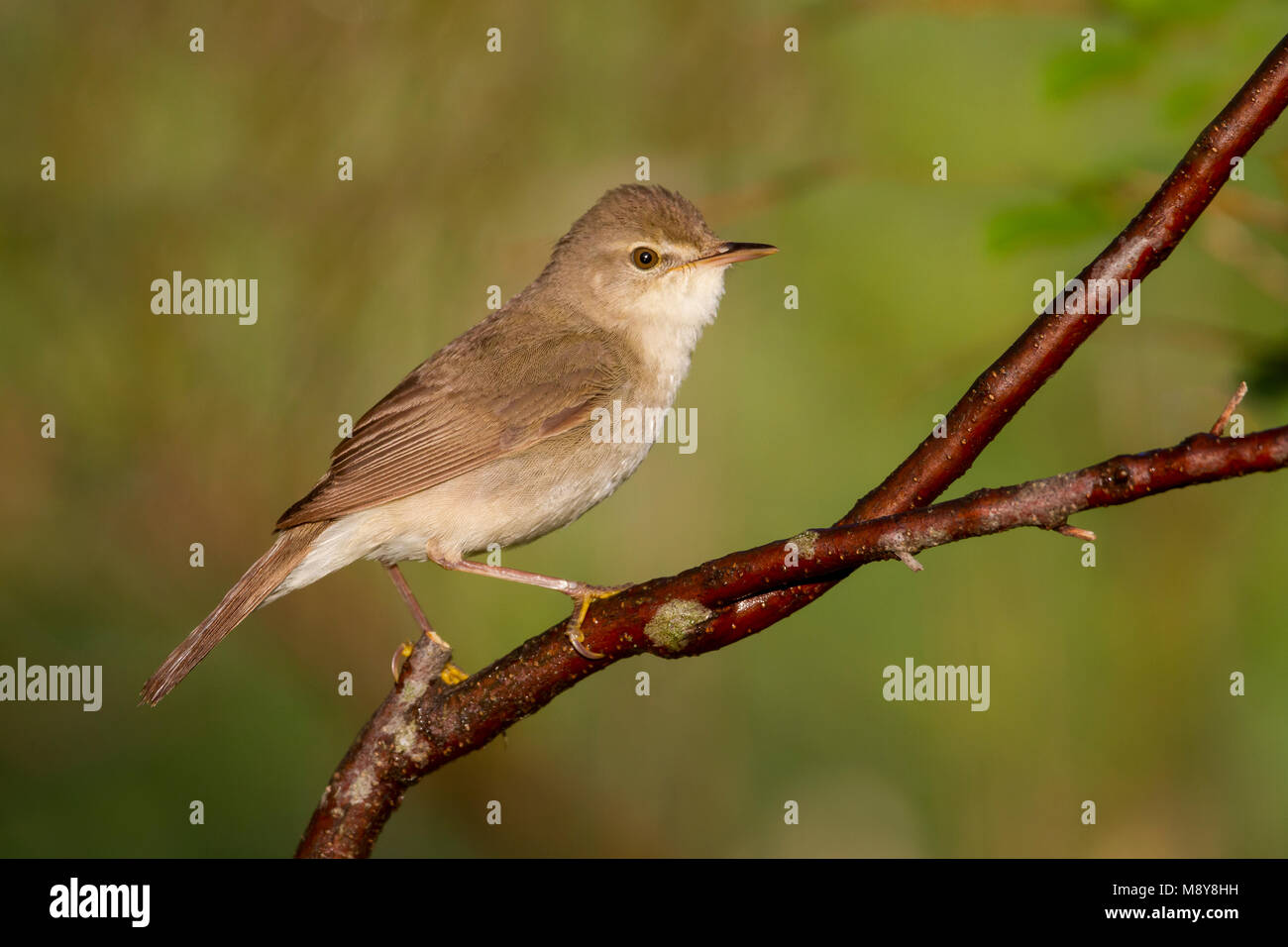 Struikrietzanger, Blyth's Reed Warbler Stock Photo - Alamy