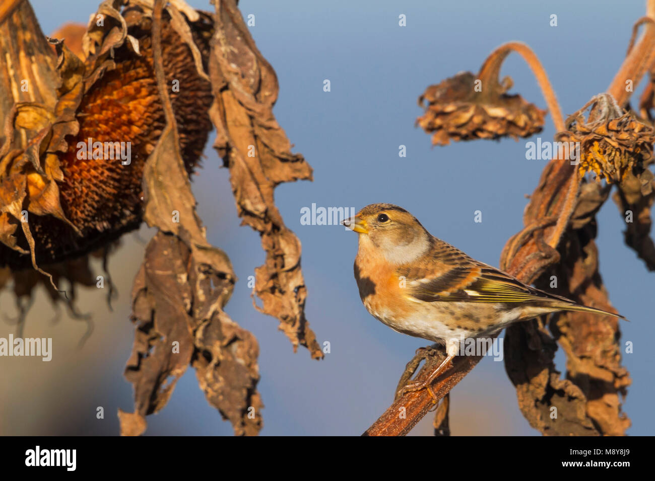 Adult Female Brambling High Resolution Stock Photography and Images - Alamy