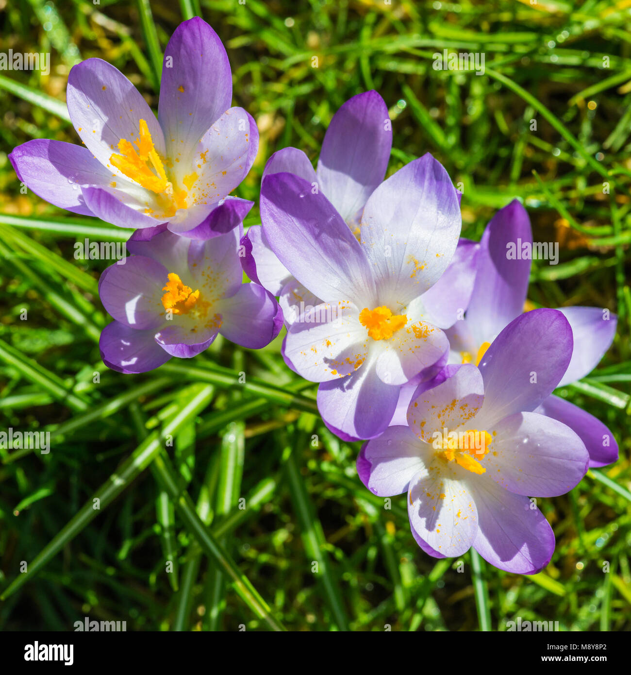 Purple crocus blooms hi-res stock photography and images - Alamy