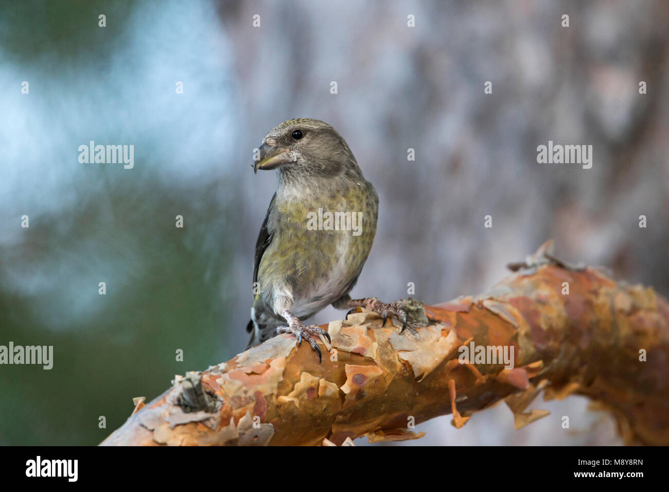 Female crossbill hi-res stock photography and images - Alamy