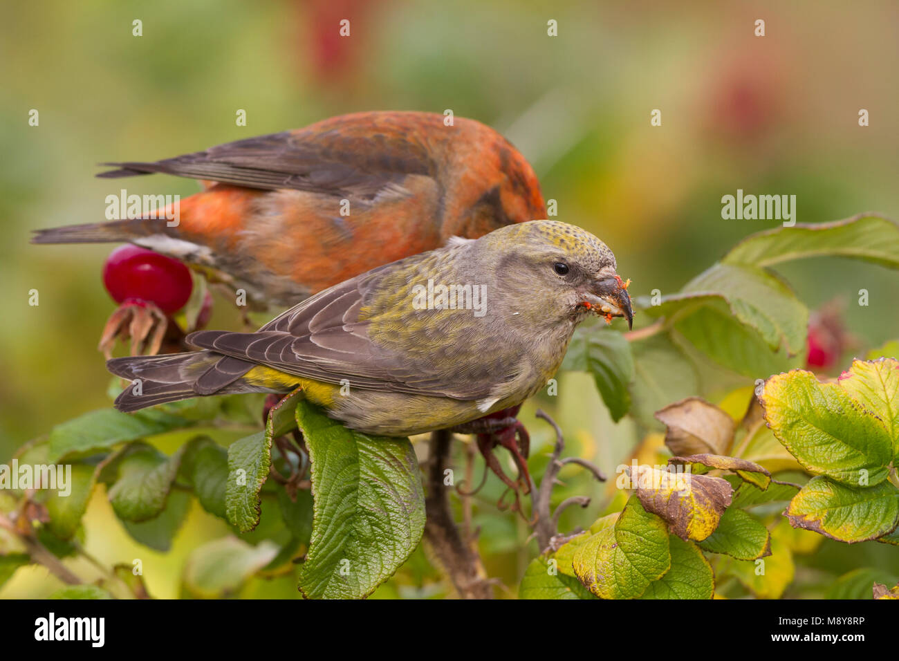Common Crossbill - Fichtenkreuzschnabel - Loxia curvirostra ssp. curvirostra, Germany, adult ...