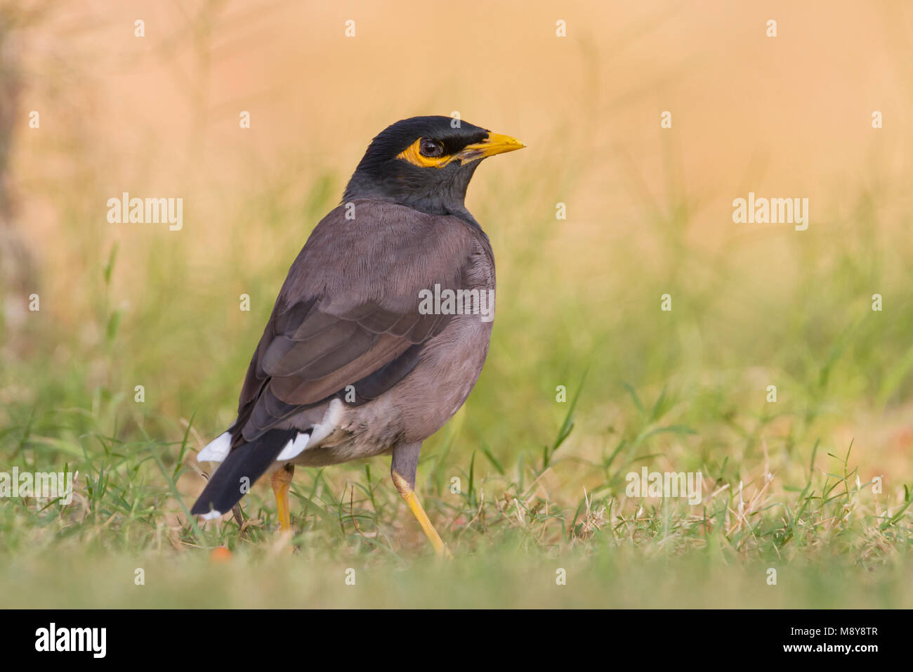 Acridotheres Tristis High Resolution Stock Photography and Images - Alamy