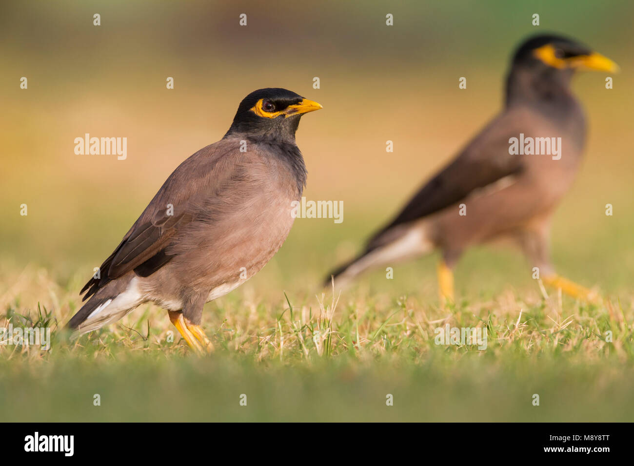 Tristis hi-res stock photography and images - Alamy