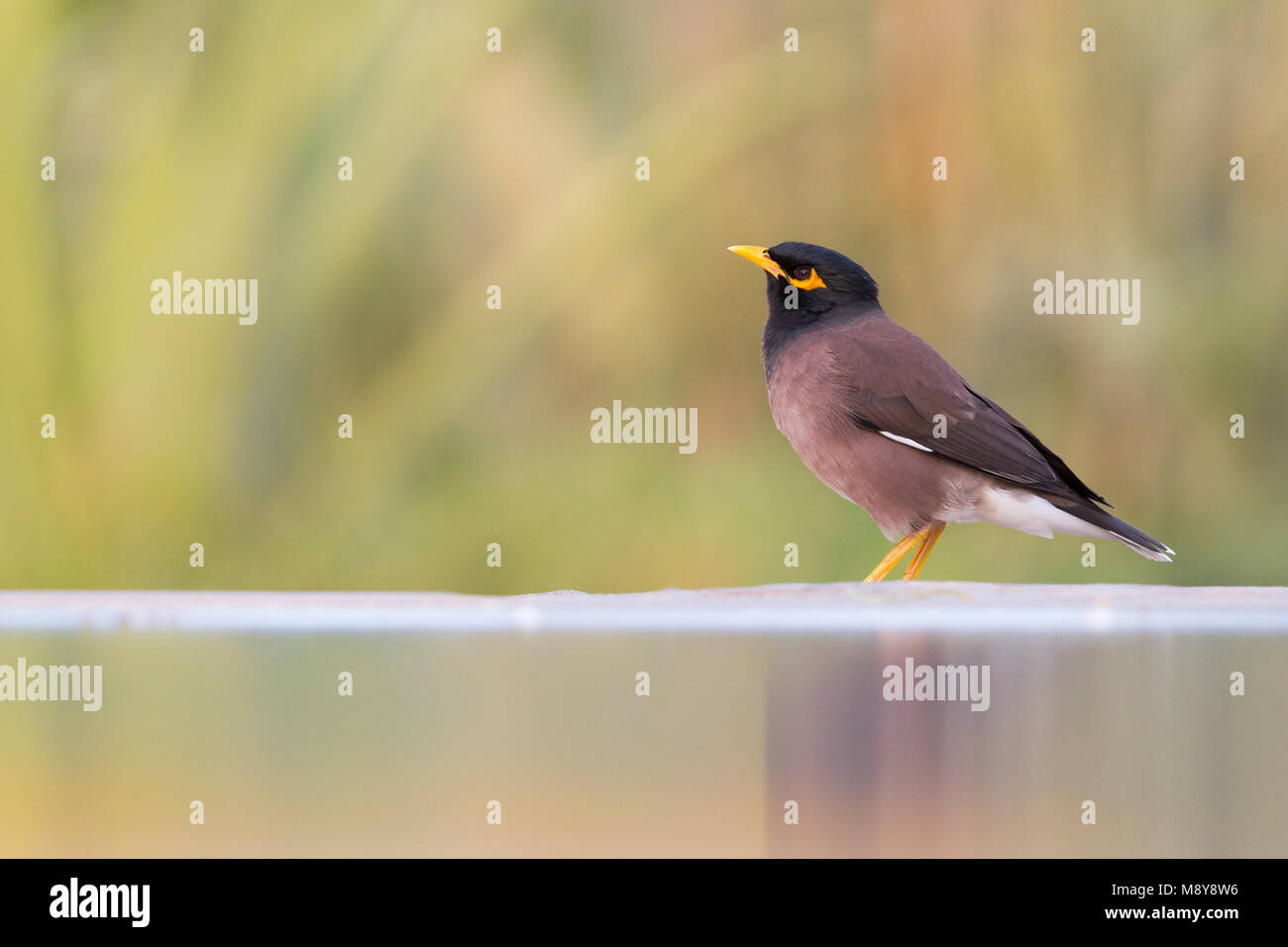 Acridotheres tristis hi-res stock photography and images - Alamy