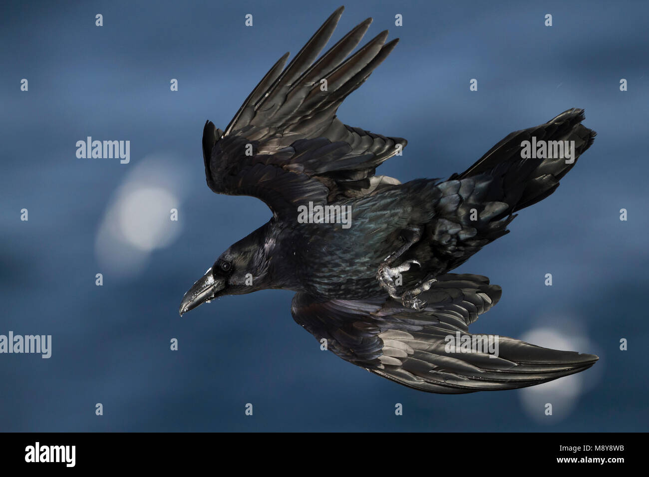 Common Raven - Kolkrabe - Corvus corax ssp. corax, Norway Stock Photo ...