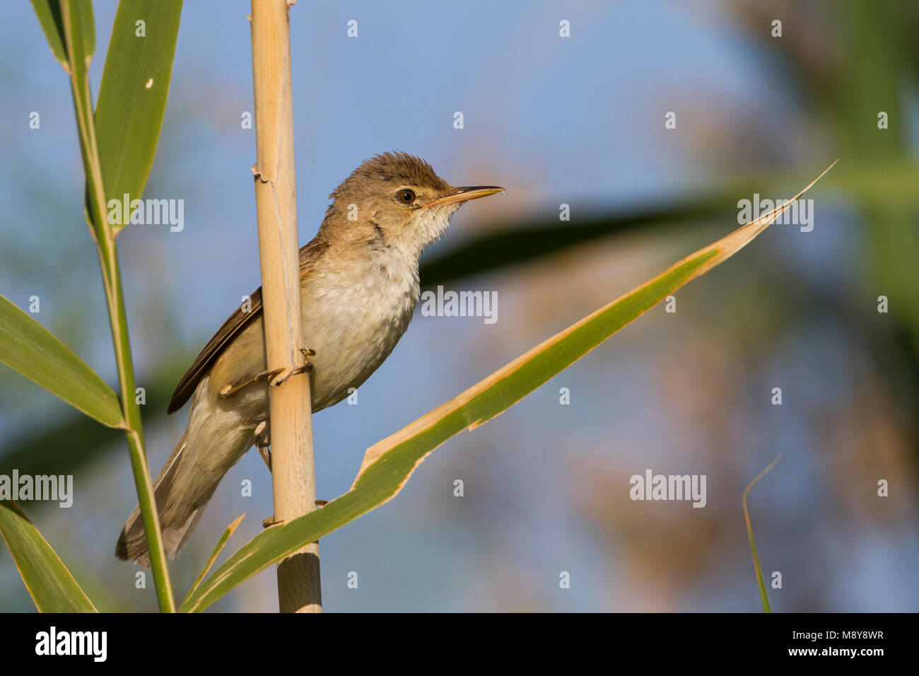 Common Reed Warbler - Teichrohrsänger - Acrocephalus scirpaceus ssp ...
