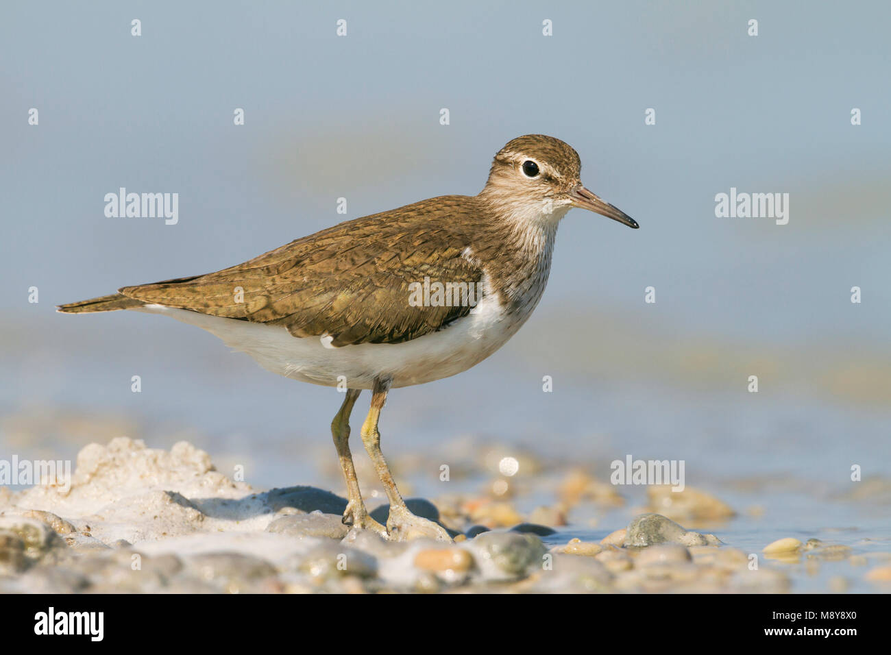 Common sandpiper breeding plumage hi-res stock photography and images ...