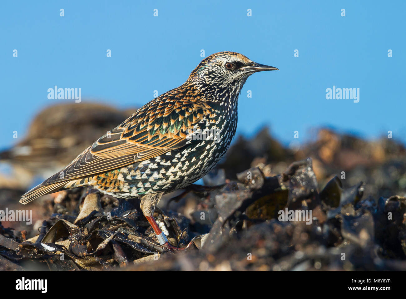 Common Starling - Star - Sturnus vulgaris ssp. vulgaris, Germany, adult ...
