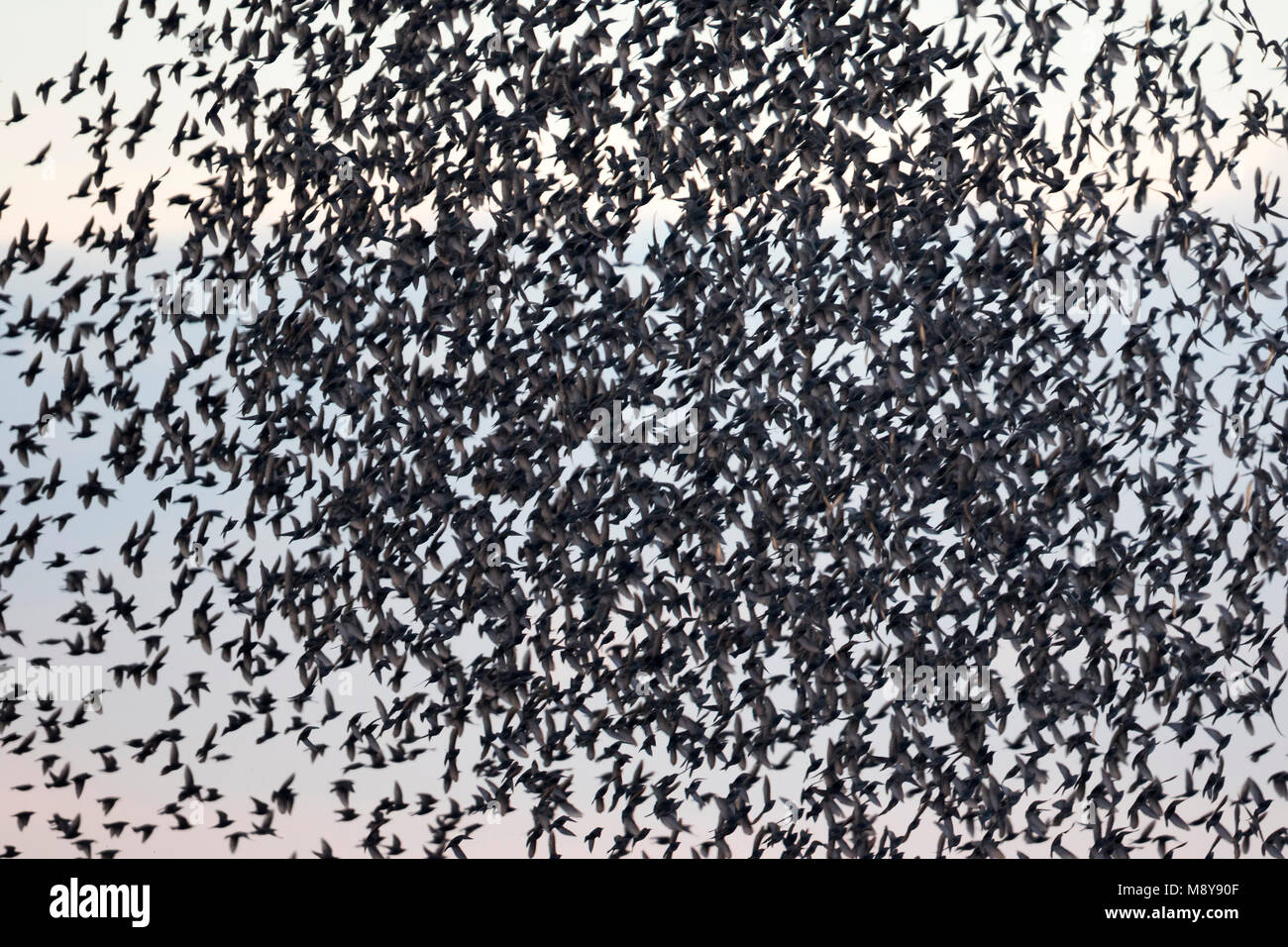 Bird image made by Ralph Martin Stock Photo - Alamy