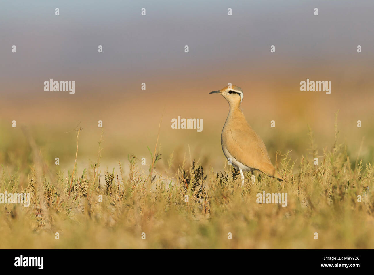 Cream-coloured Courser - Rennvogel - Cursorius cursor ssp. cursor ...
