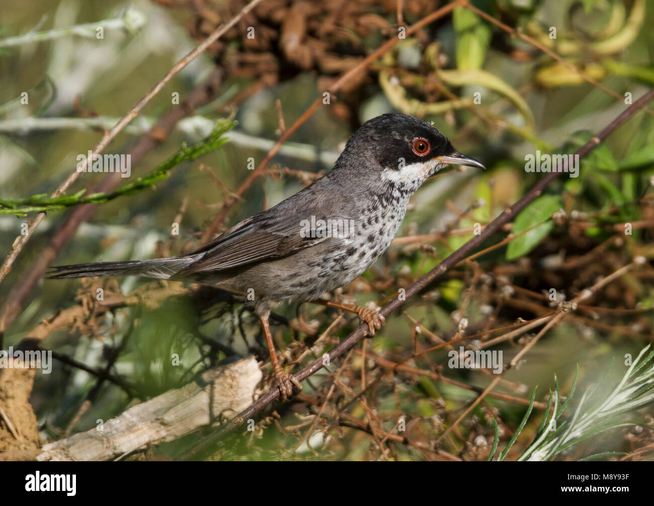 Cyprus warbler sylvia melanothorax male hi-res stock photography and ...