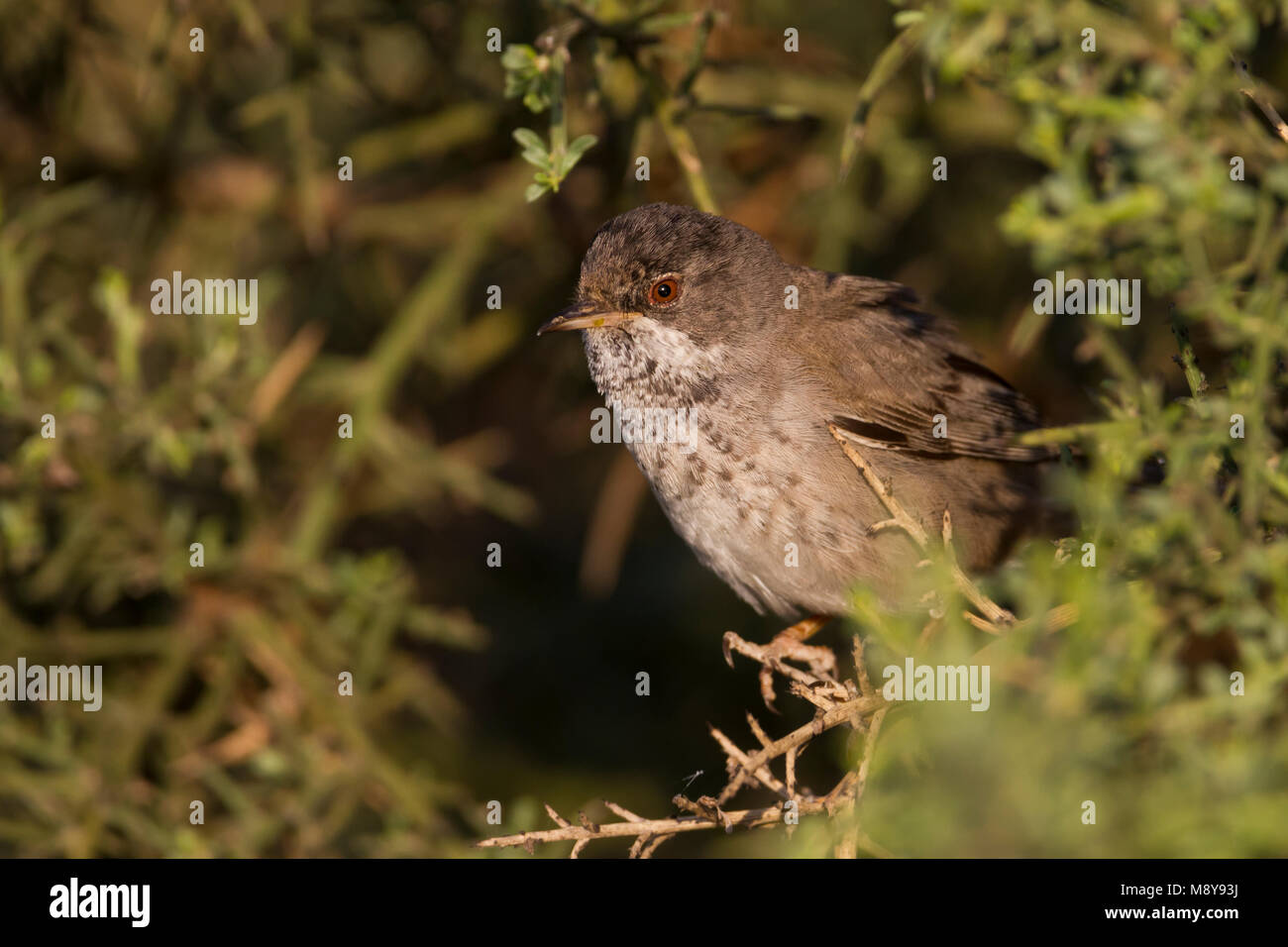 Cyprus Warbler - Schuppengrasmücke - Sylvia melanothorax, Cyprus, adult ...