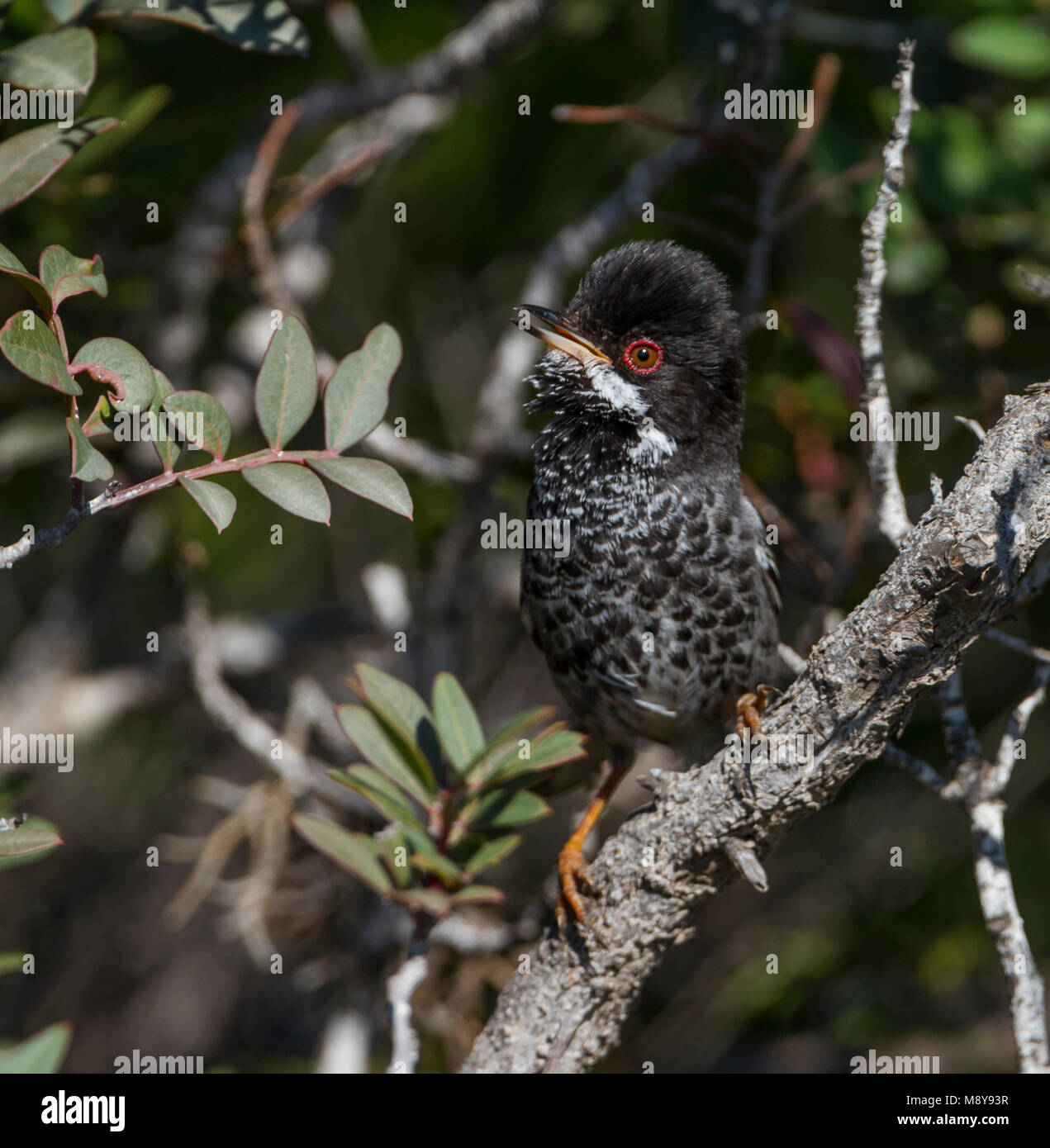 Cyprus warbler sylvia melanothorax male hi-res stock photography and ...