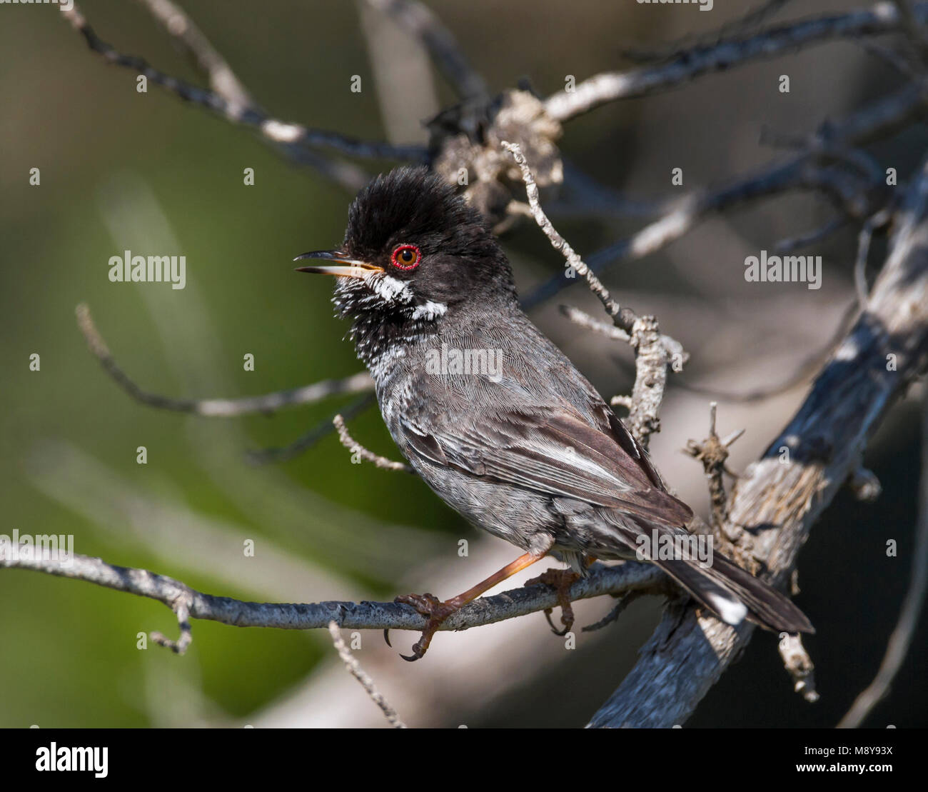 Male cyprus warbler sylvia melanothorax hi-res stock photography and ...