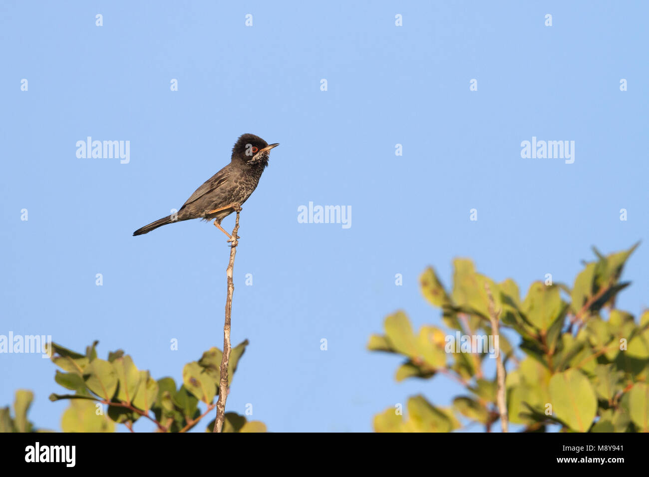 Sylvia melanocephala melanothorax hi-res stock photography and images ...