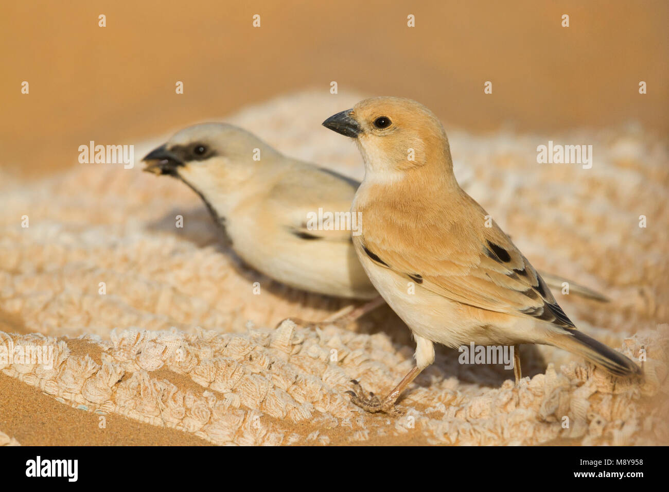 Desert Sparrow - Wüstensperling - Passer simplex ssp. saharae, adult ...
